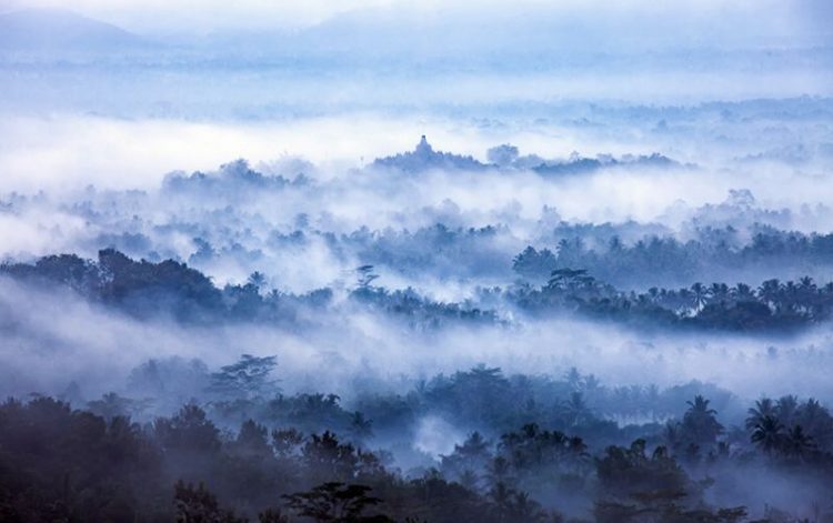 Konservasi Hutan di Pulau Jawa Jadi Sorotan - Tropis.id